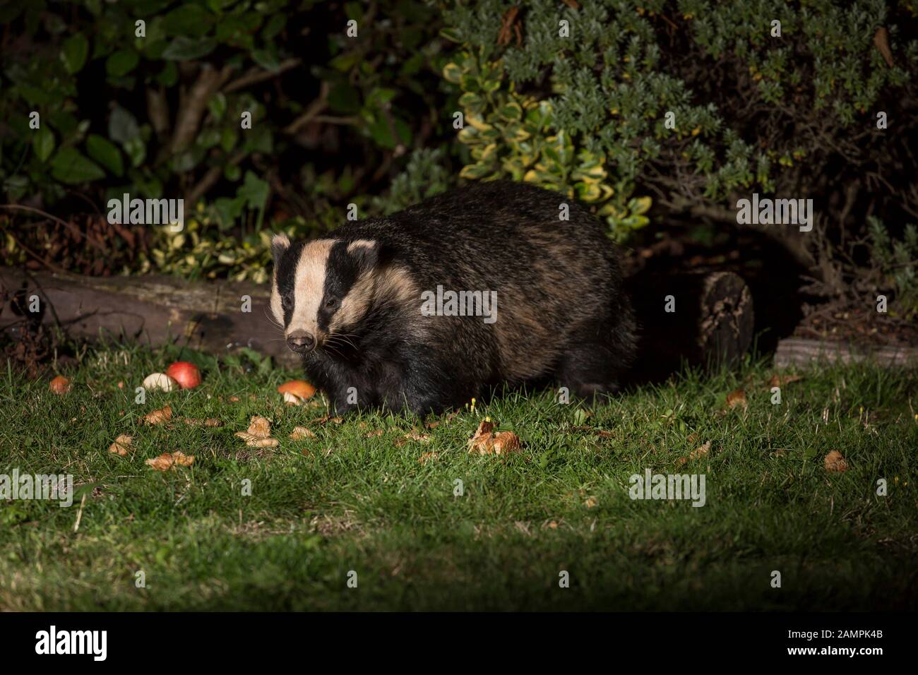 Badger uk feeding hi-res stock photography and images - Alamy