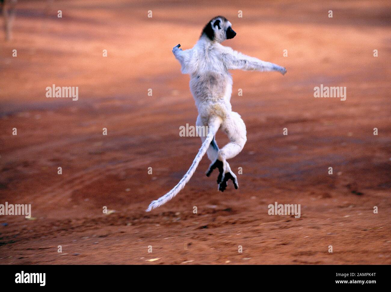 Madagascar. Wildlife. Back view of Sifaka Lemur jumping Stock Photo - Alamy