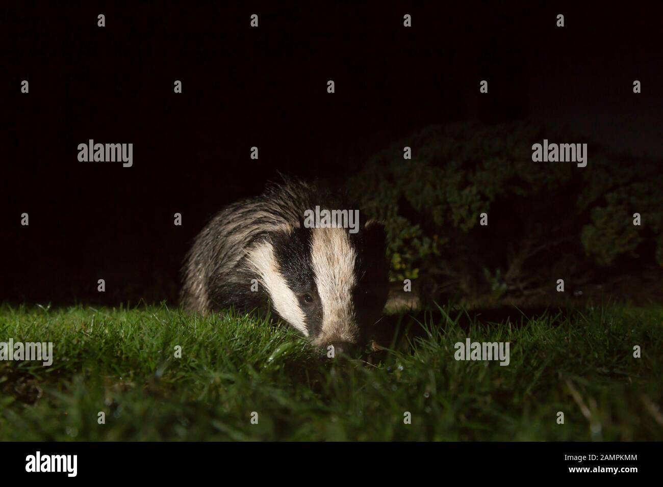 Badger Night High Resolution Stock Photography and Images - Alamy