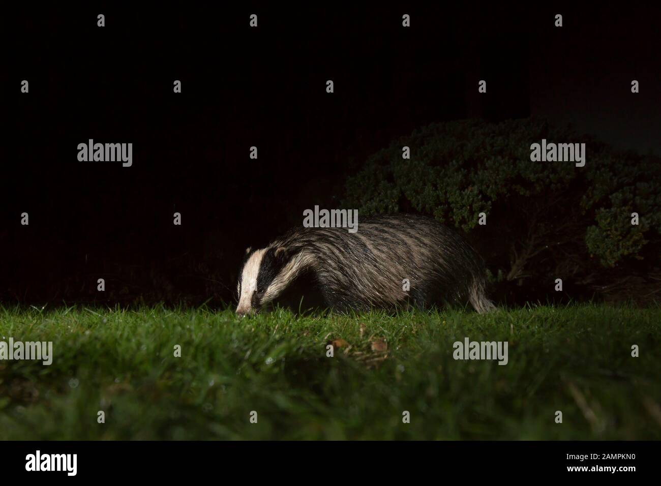 Badger Night High Resolution Stock Photography and Images - Alamy