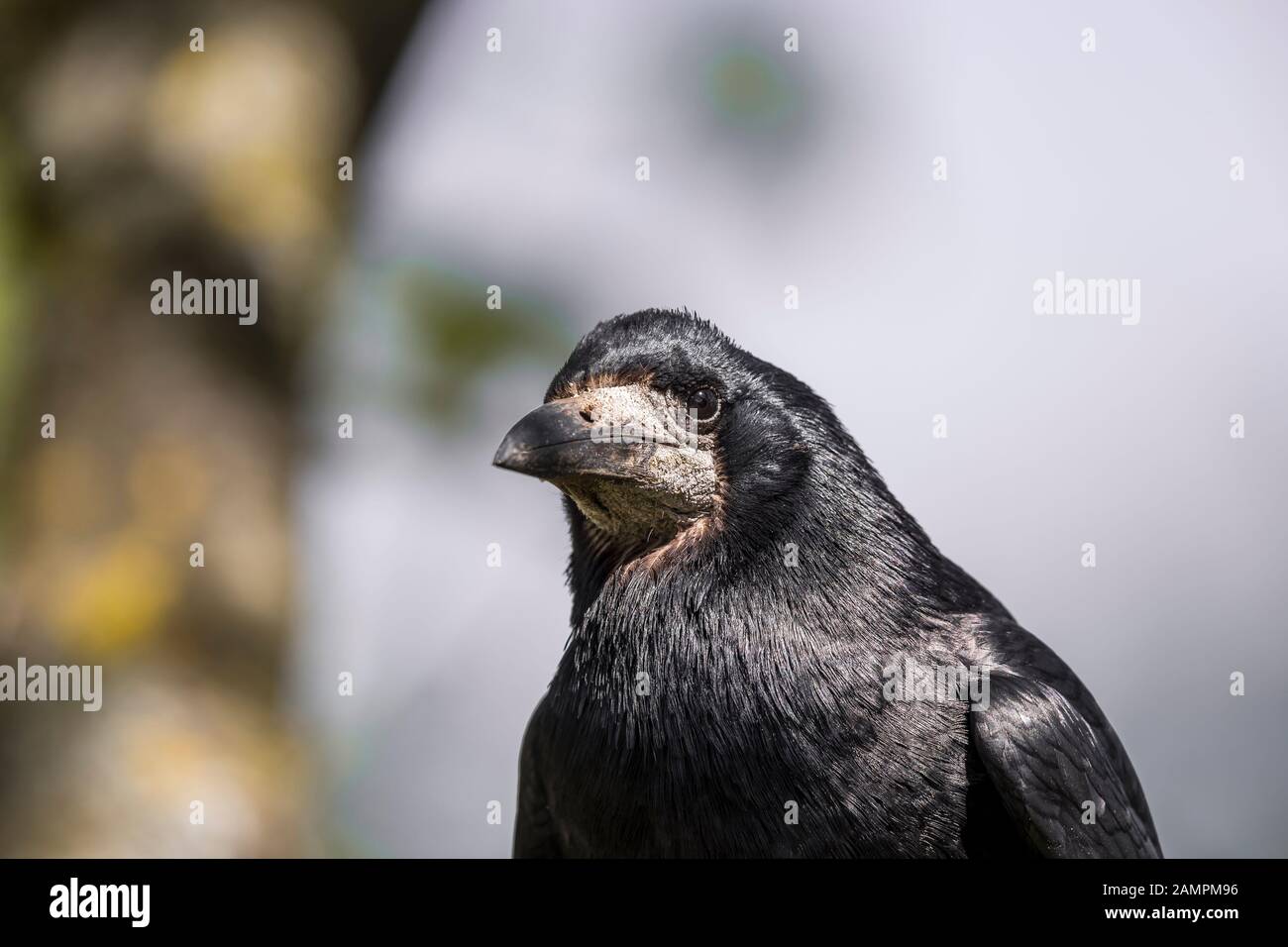 Front close up of wild UK rook bird (Corvus frugilegus) isolated ...