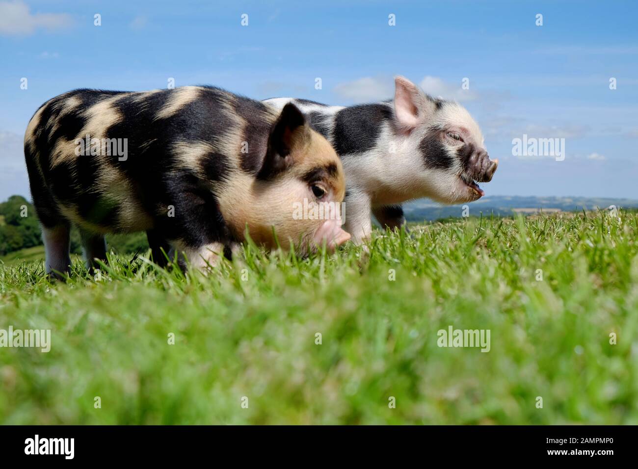 Pig grass hi-res stock photography and images - Alamy