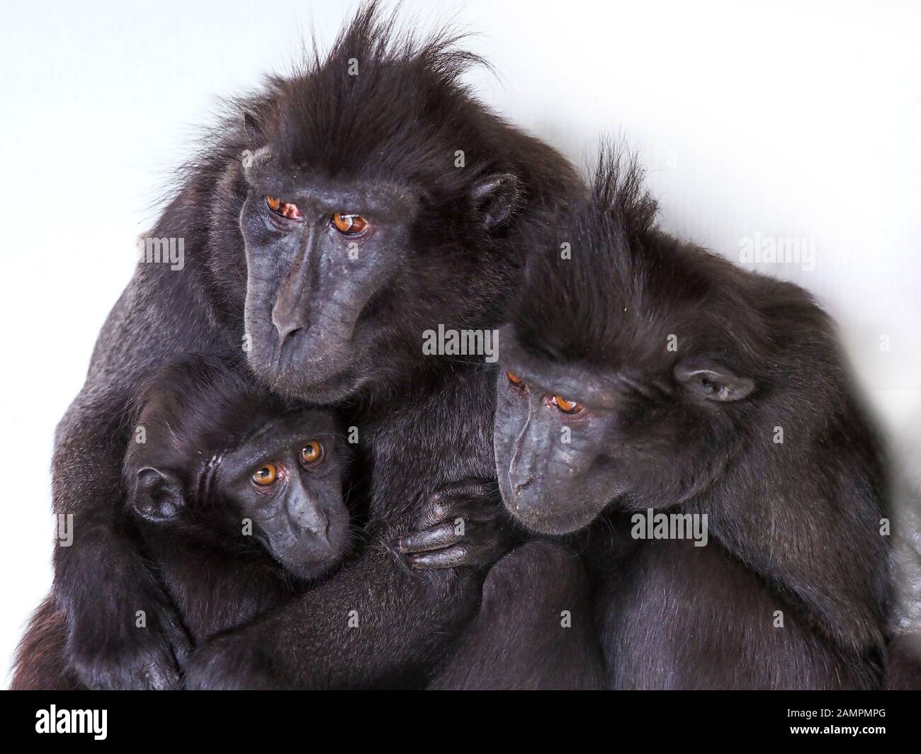 Celebes crested macaque Macaca nigra also known as the crested black ...