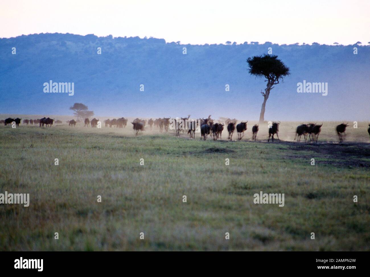 Kenya. Wildlife. Herd of stampeding Wildebeest Stock Photo - Alamy