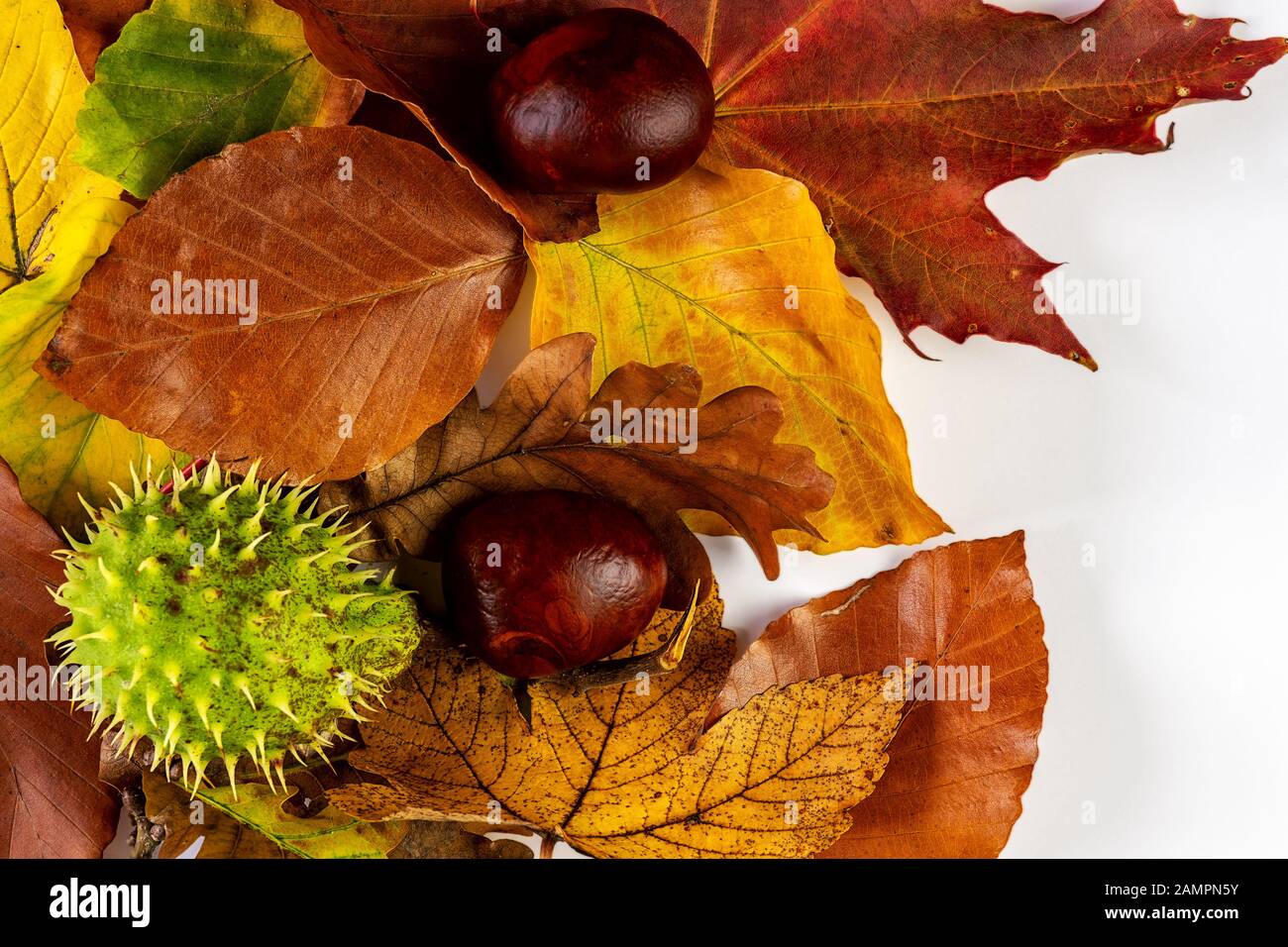 colorful leaves on bright background with two chestnuts without a shell ...