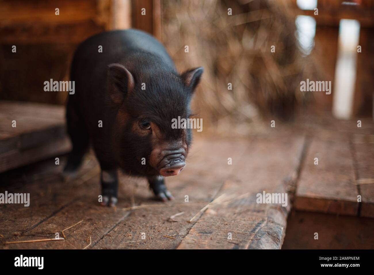 Black piglet hi-res stock photography and images - Alamy