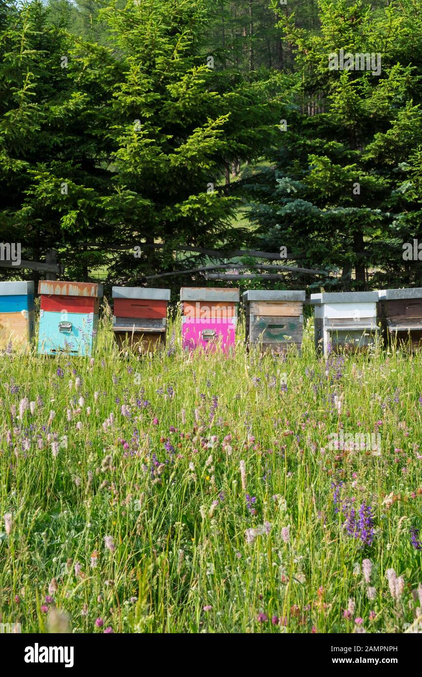 Beehive at grass hi-res stock photography and images - Alamy