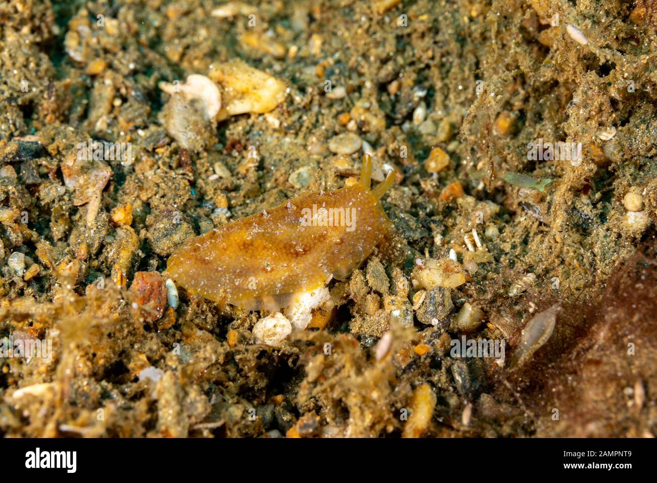 The most beautiful underwater snails of the Indian and Pacific Ocean ...
