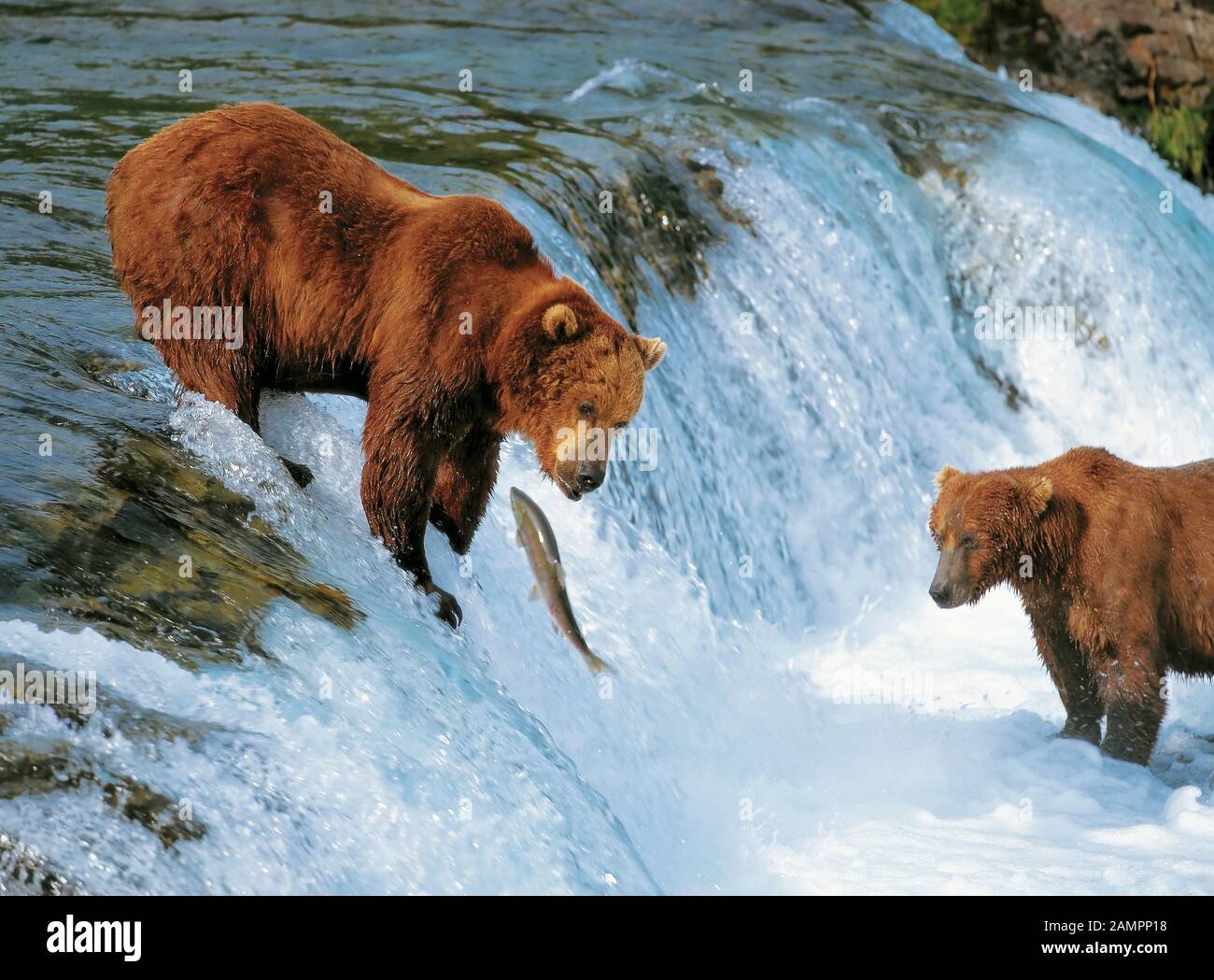 Alaskan coastal brown bears fishing in Katmai National Park, Alaska ...