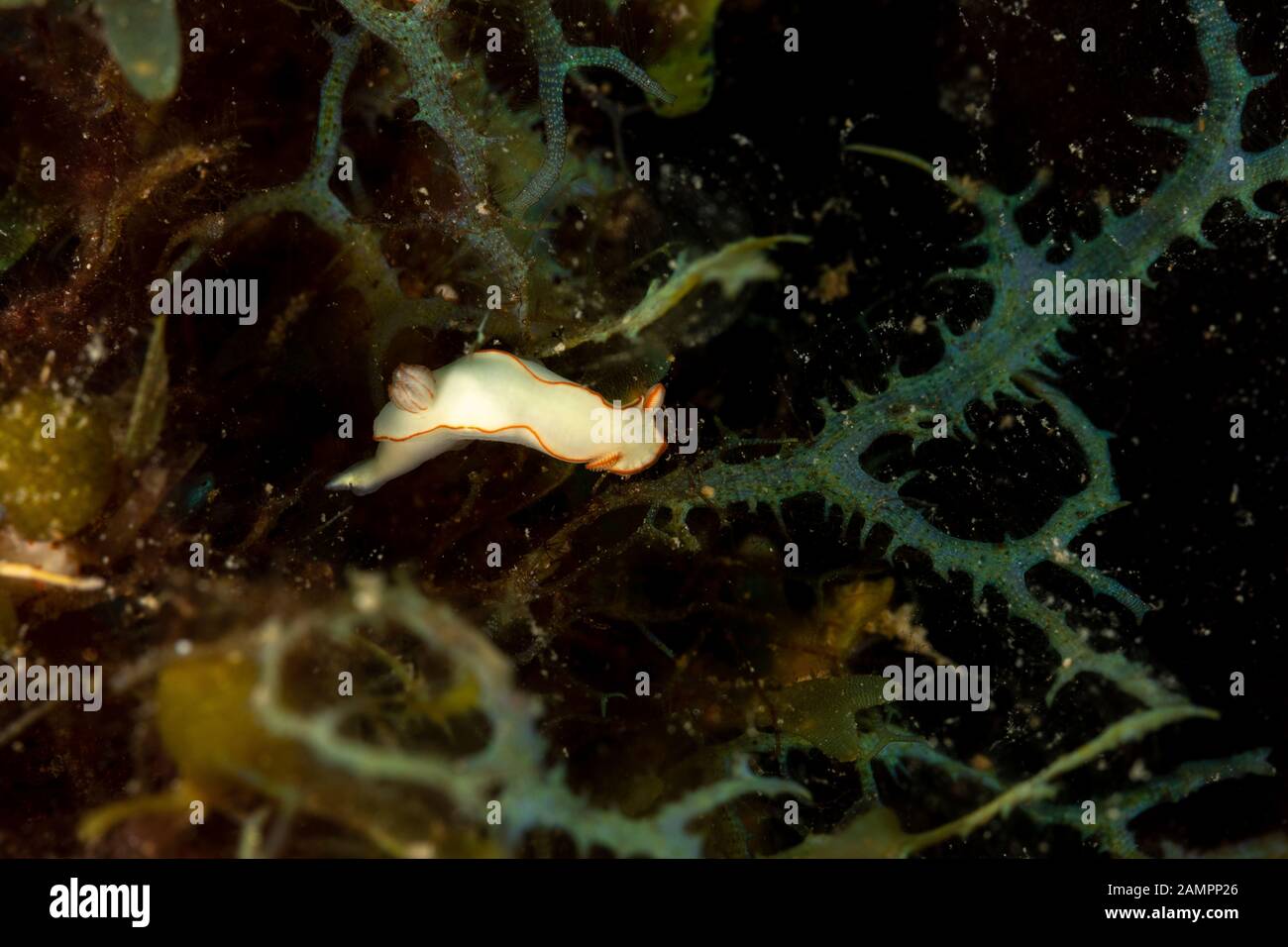 The most beautiful underwater snails of the Indian and Pacific Ocean ...