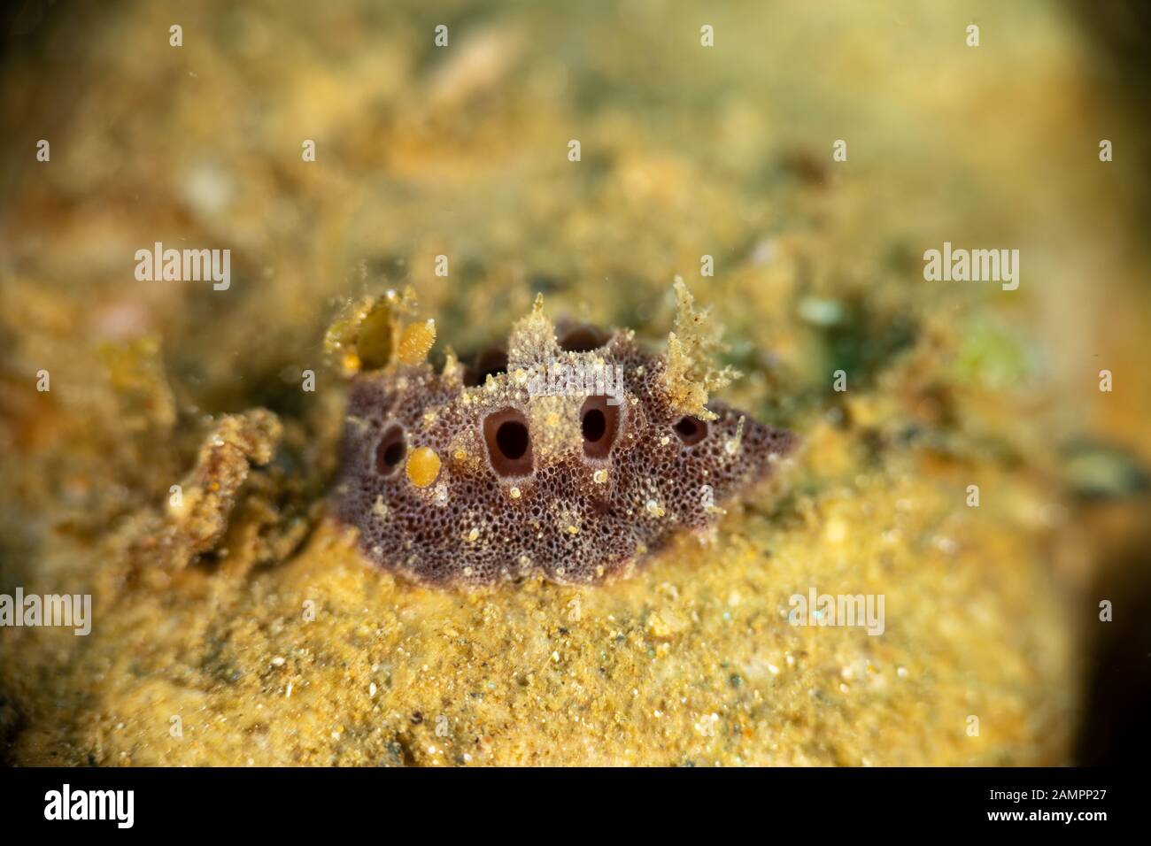 The most beautiful underwater snails of the Indian and Pacific Ocean ...