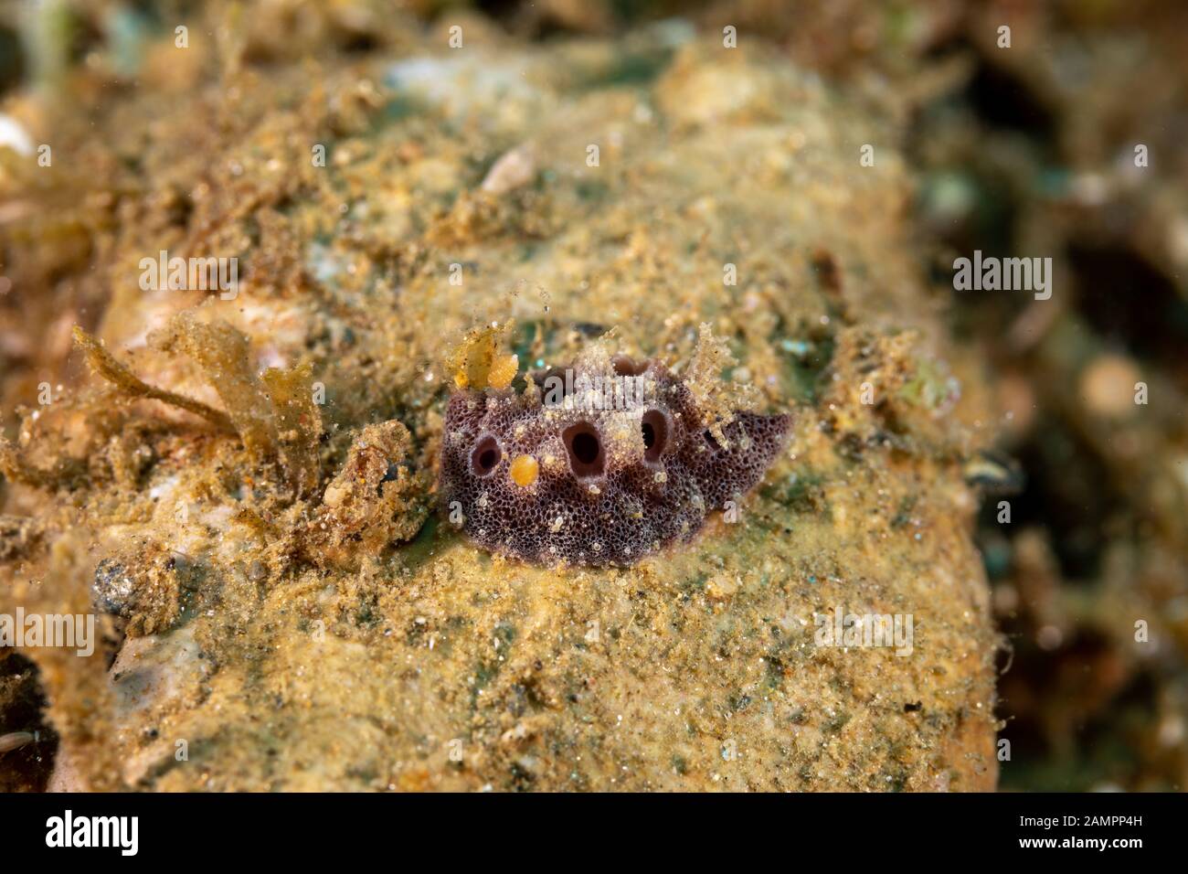 The most beautiful underwater snails of the Indian and Pacific Ocean ...
