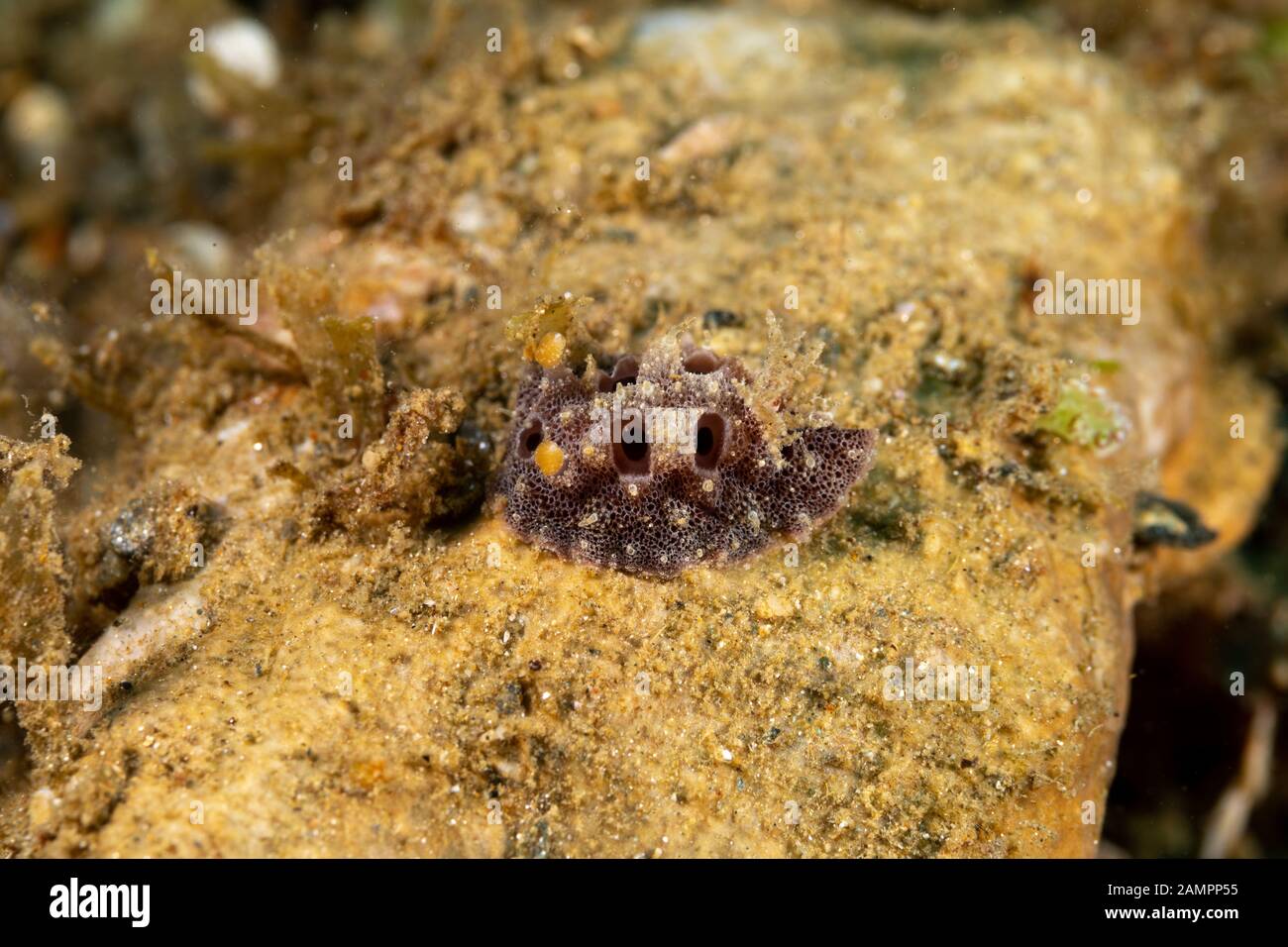 The most beautiful underwater snails of the Indian and Pacific Ocean ...