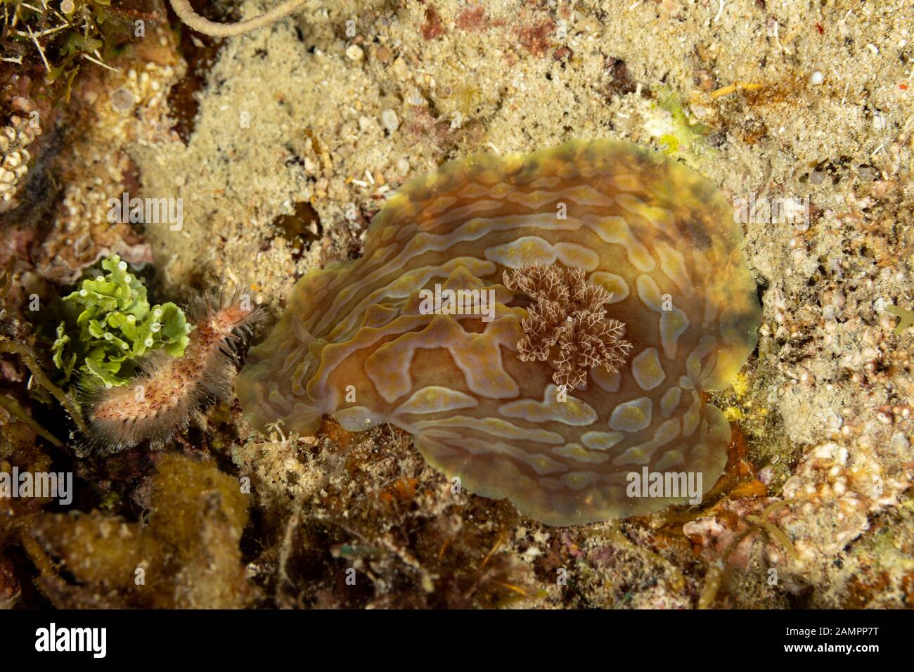 The most beautiful underwater snails of the Indian and Pacific Ocean ...