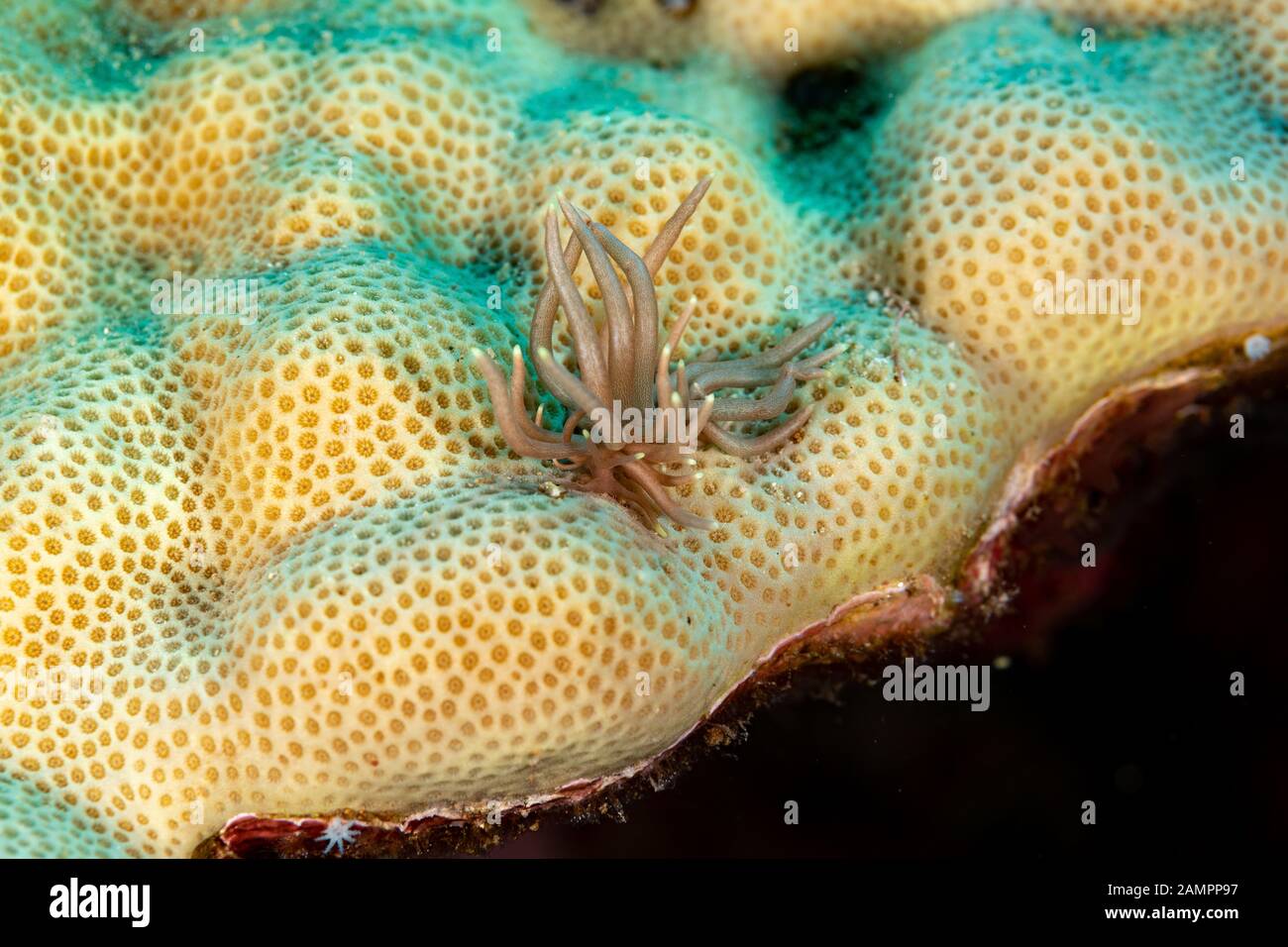 The most beautiful underwater snails of the Indian and Pacific Ocean ...