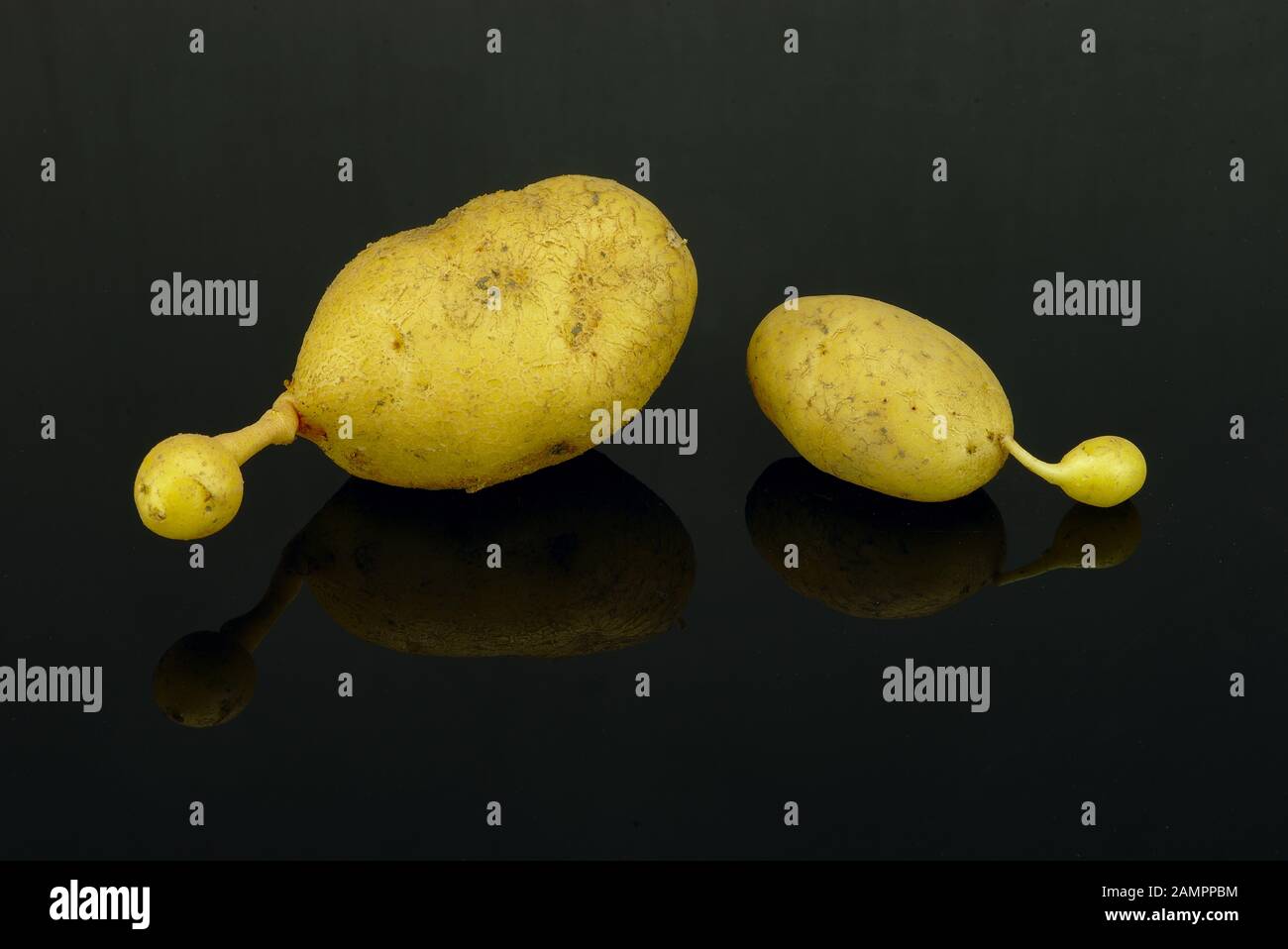 deformed organic potato in macro, on black background Stock Photo - Alamy