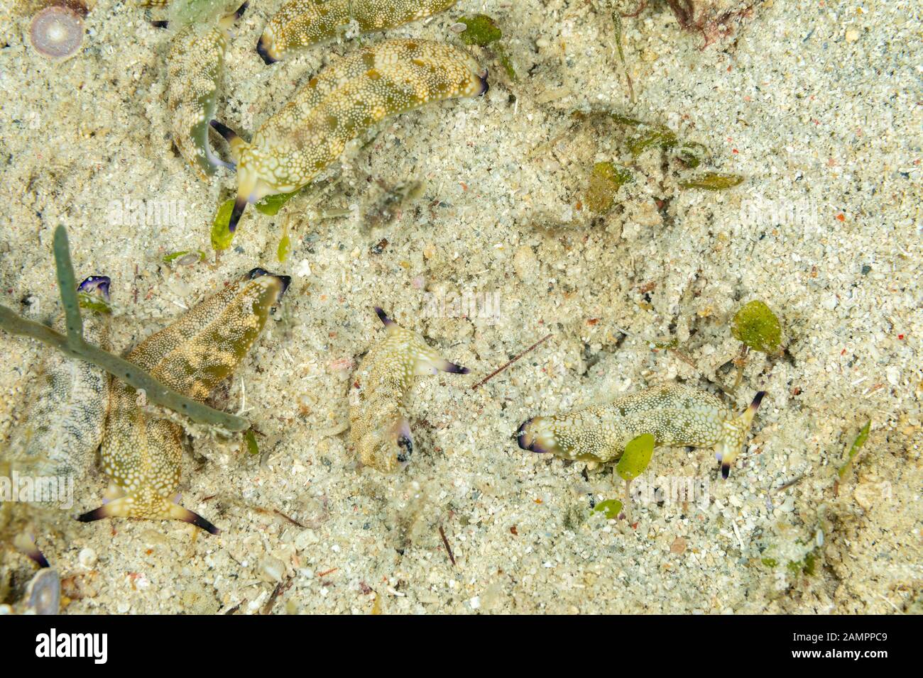 The most beautiful underwater snails of the Indian and Pacific Ocean ...