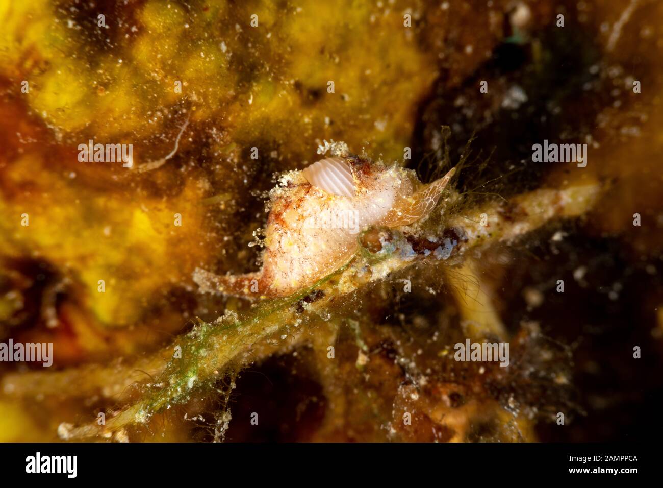 The most beautiful underwater snails of the Indian and Pacific Ocean ...