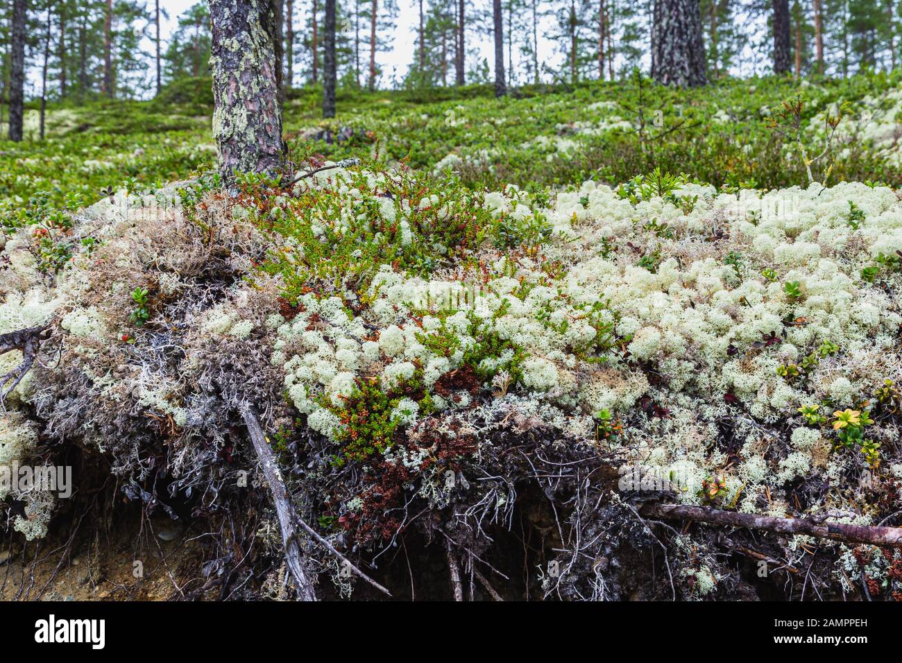Arctic Tundra Caribou Moss