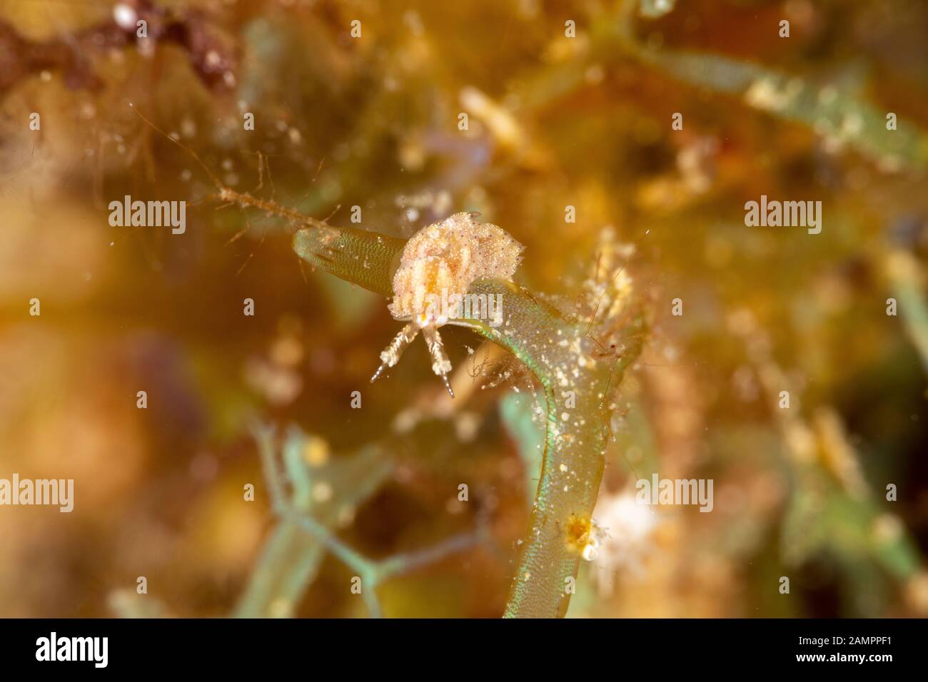 The most beautiful underwater snails of the Indian and Pacific Ocean ...