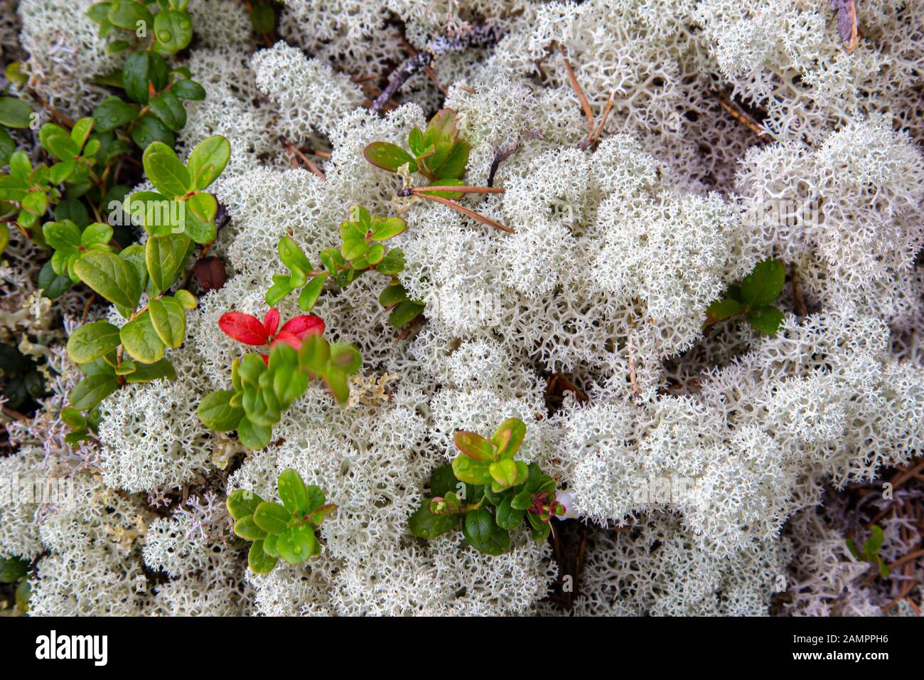 Arctic Caribou Moss