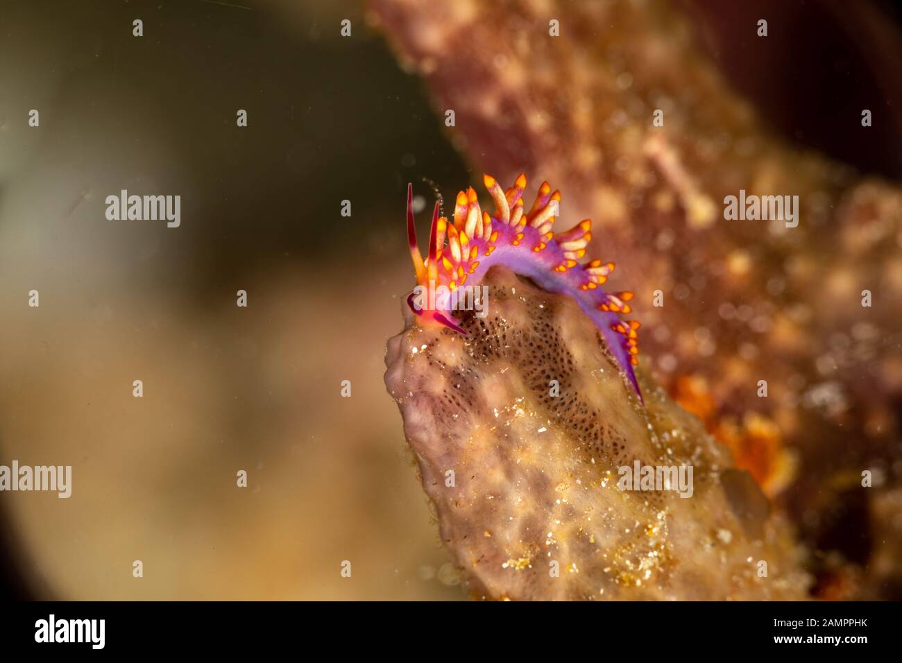 The most beautiful underwater snails of the Indian and Pacific Ocean ...