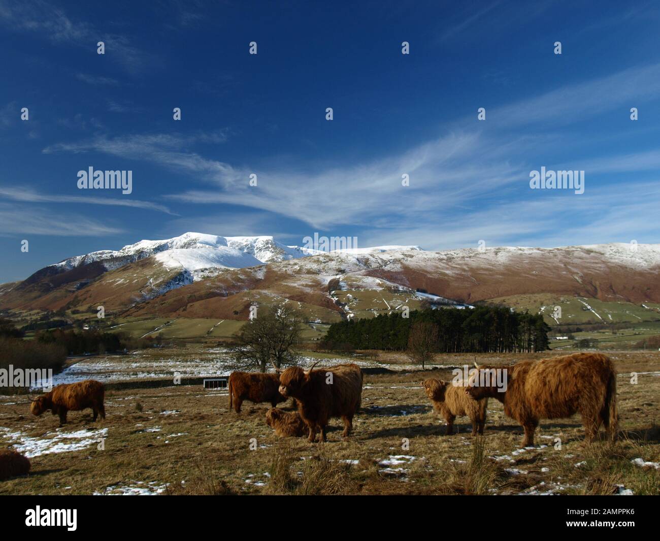 Highland cattle in the English Lake District Stock Photo - Alamy