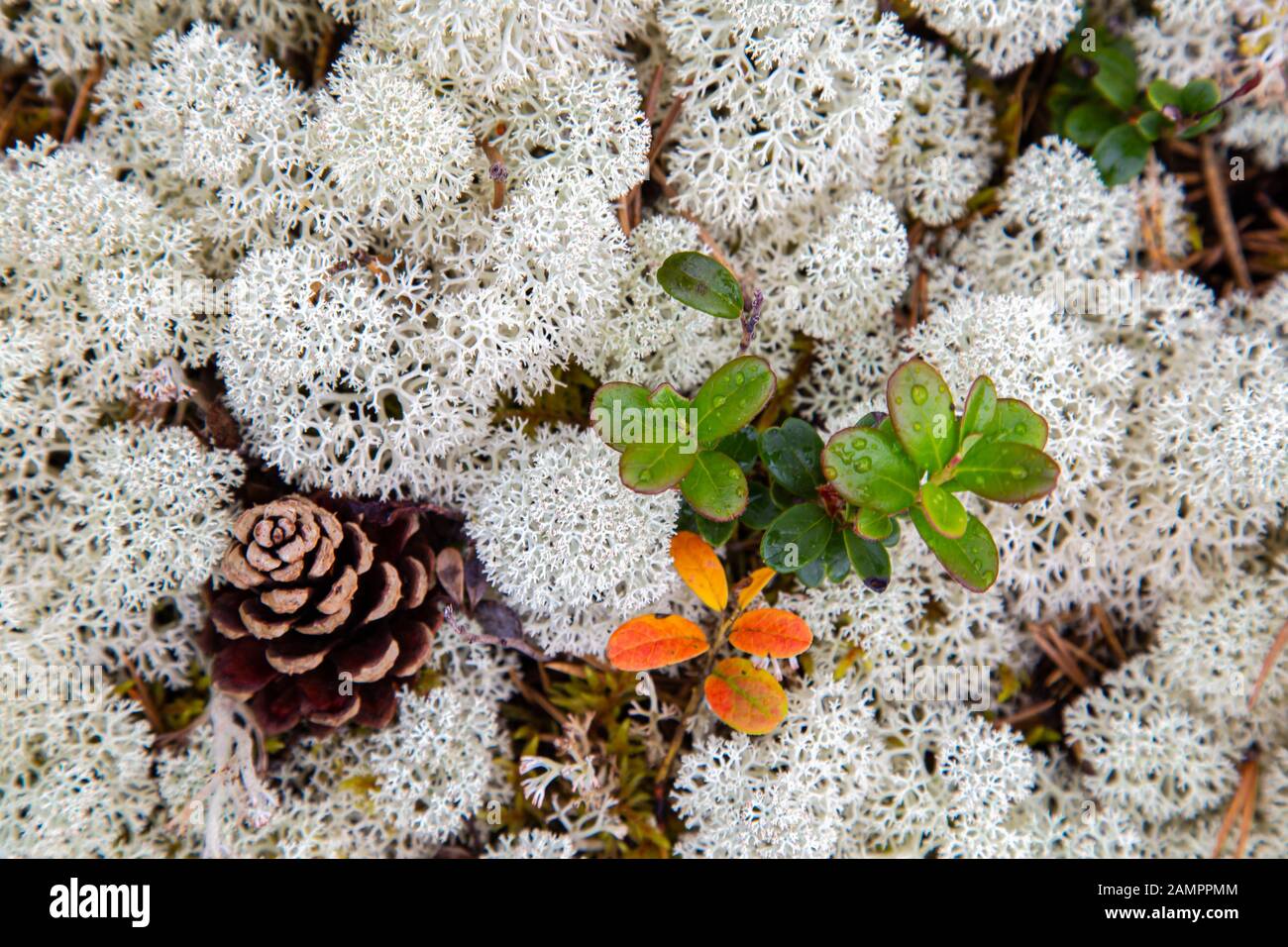 Caribou Moss In The Tundra