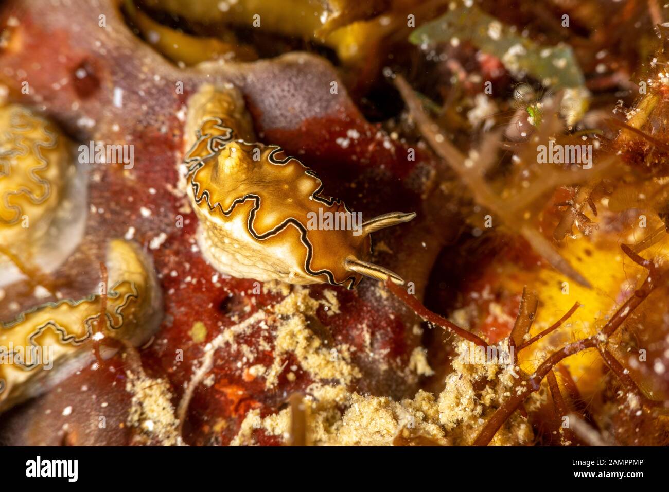 The most beautiful underwater snails of the Indian and Pacific Ocean ...