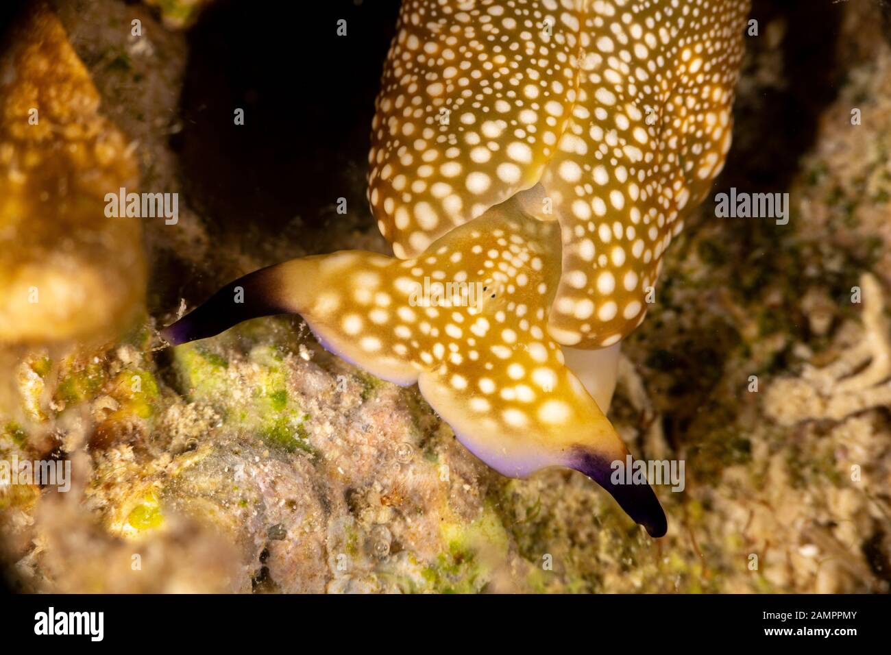 The most beautiful underwater snails of the Indian and Pacific Ocean ...