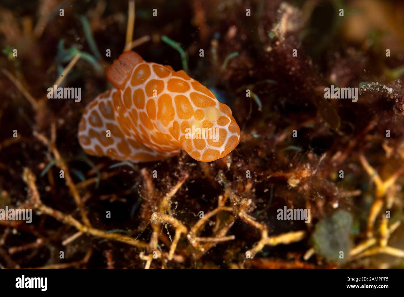 The most beautiful underwater snails of the Indian and Pacific Ocean ...