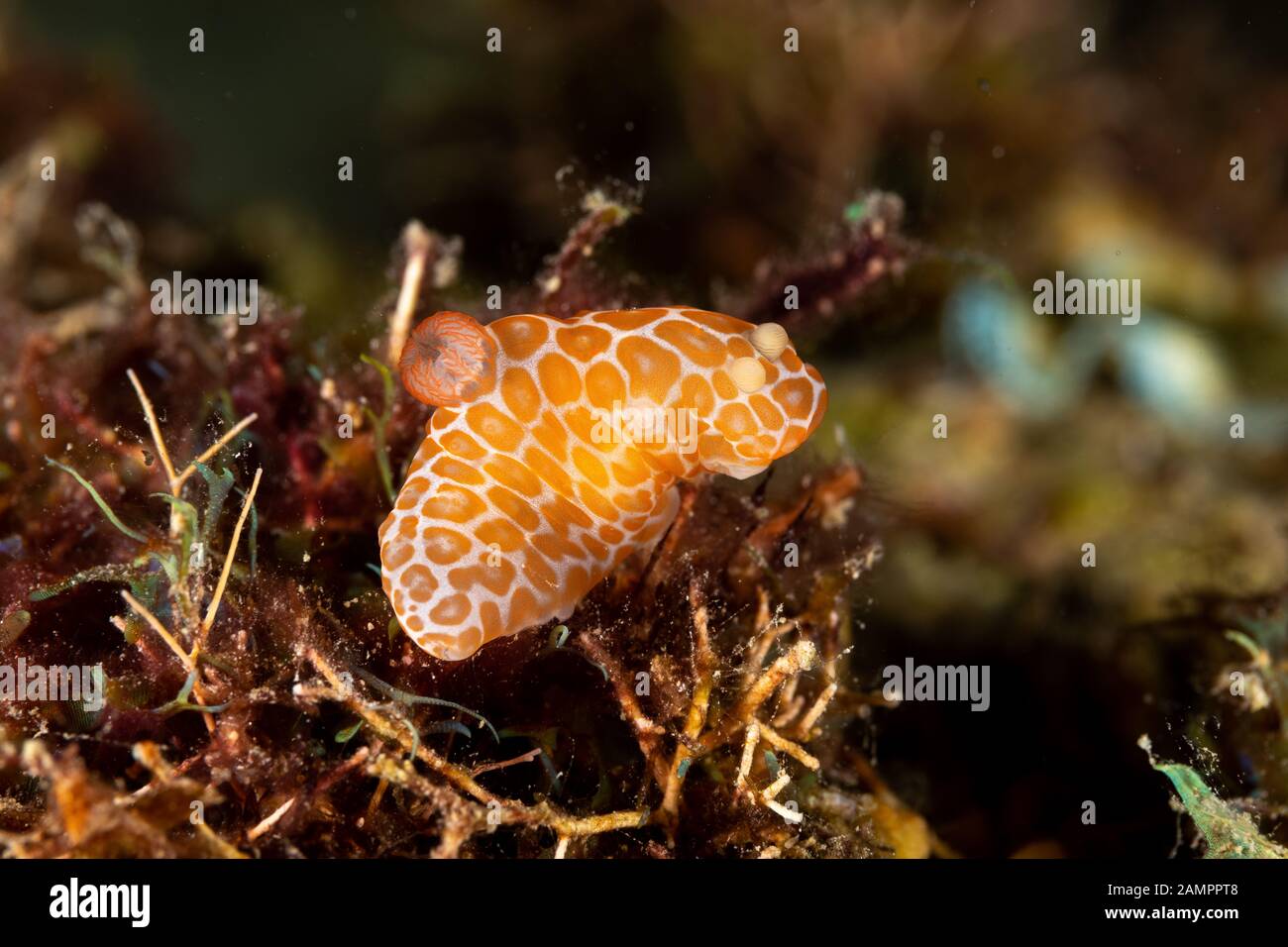 The most beautiful underwater snails of the Indian and Pacific Ocean ...