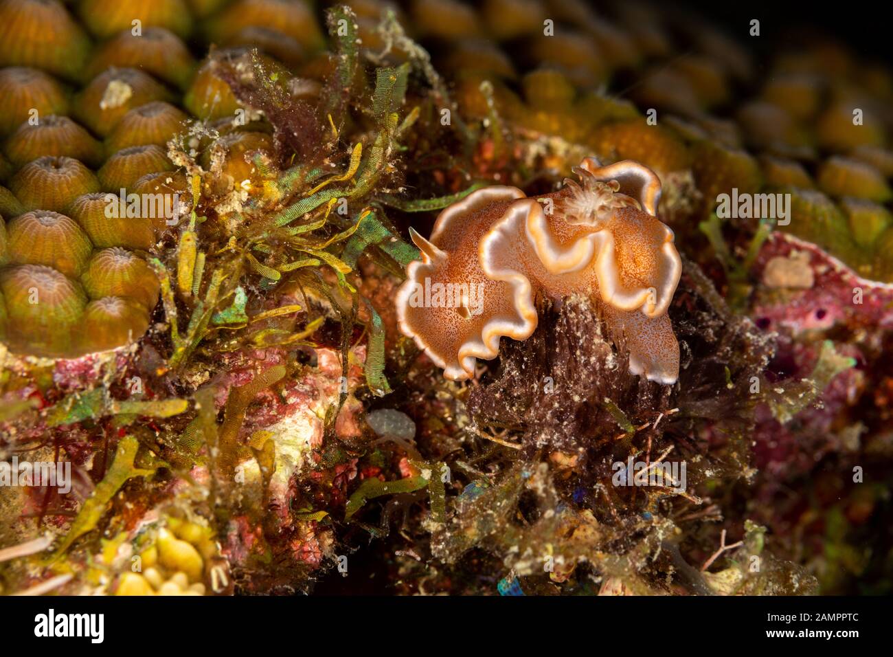 The most beautiful underwater snails of the Indian and Pacific Ocean ...