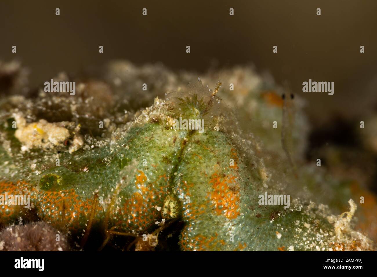 The most beautiful underwater snails of the Indian and Pacific Ocean ...