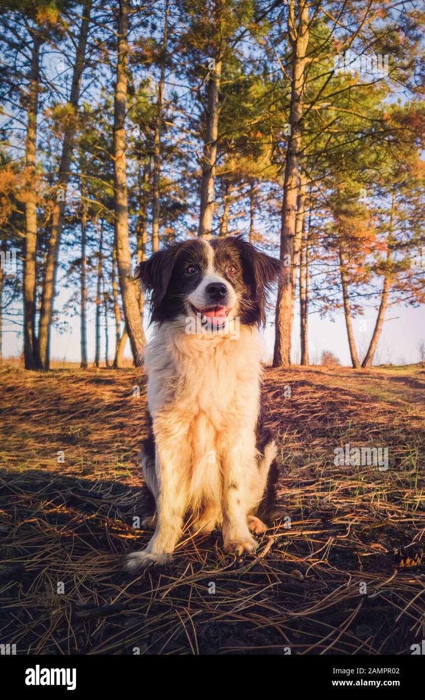 Vertical portrait of a smiling border collie dog, posing happy, open ...