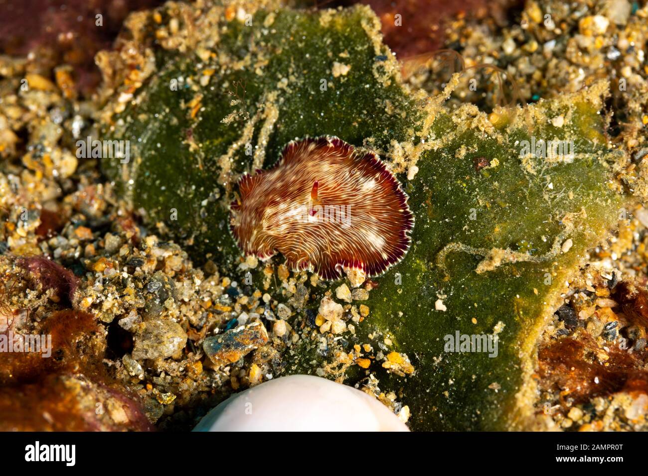 The most beautiful underwater snails of the Indian and Pacific Ocean ...