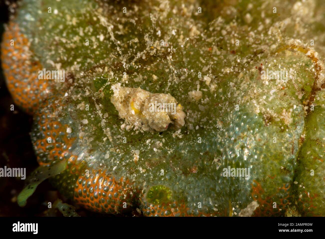 The most beautiful underwater snails of the Indian and Pacific Ocean ...