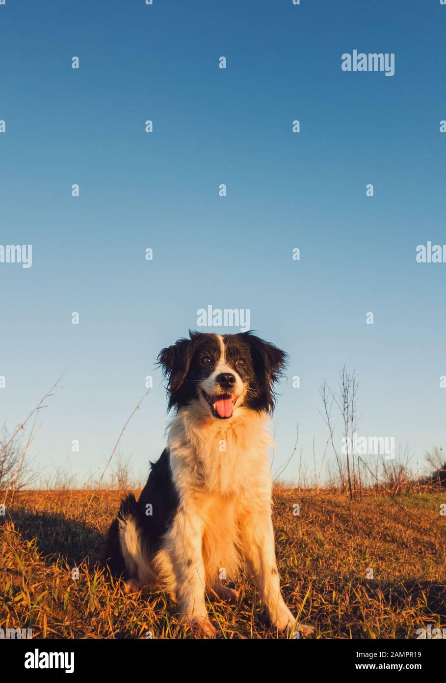 Smiling border collie hi-res stock photography and images - Alamy