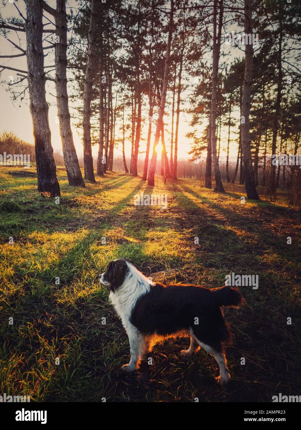 Dog vertical hi-res stock photography and images - Alamy