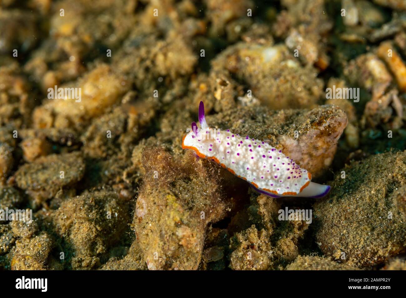 The most beautiful underwater snails of the Indian and Pacific Ocean ...