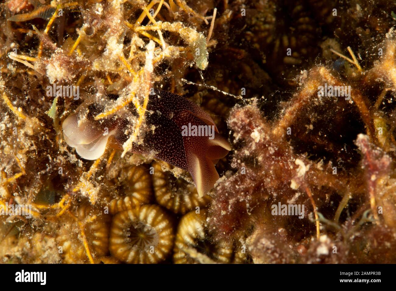 The most beautiful underwater snails of the Indian and Pacific Ocean ...