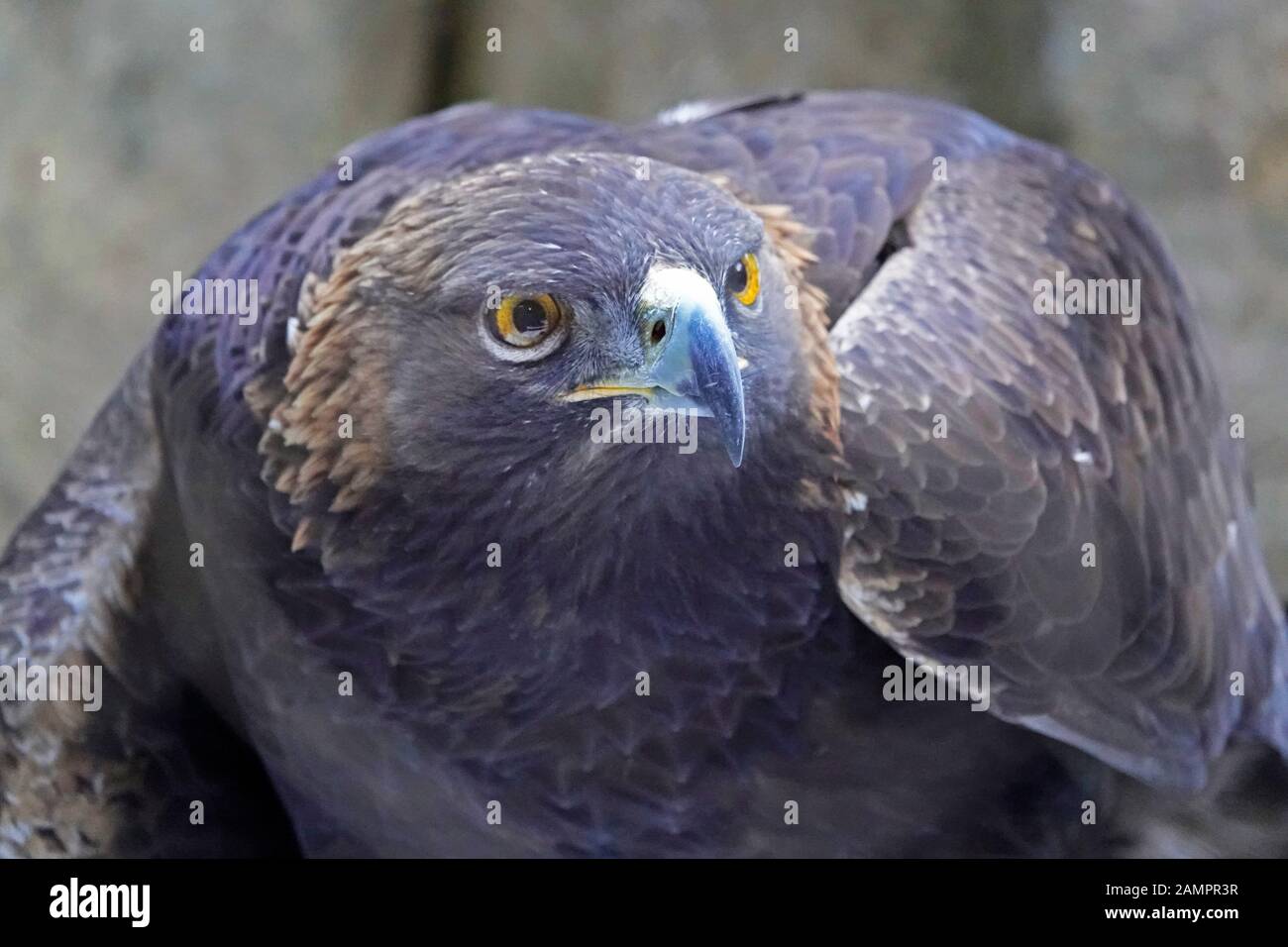 Aquila emblem hi-res stock photography and images - Alamy