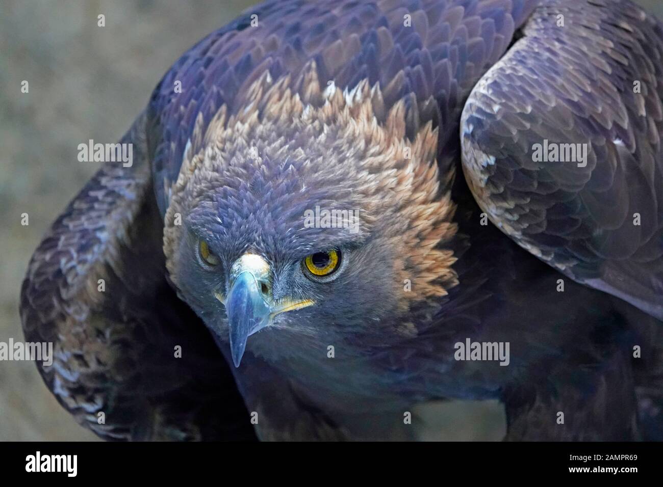 Majestic golden eagle hi-res stock photography and images - Alamy