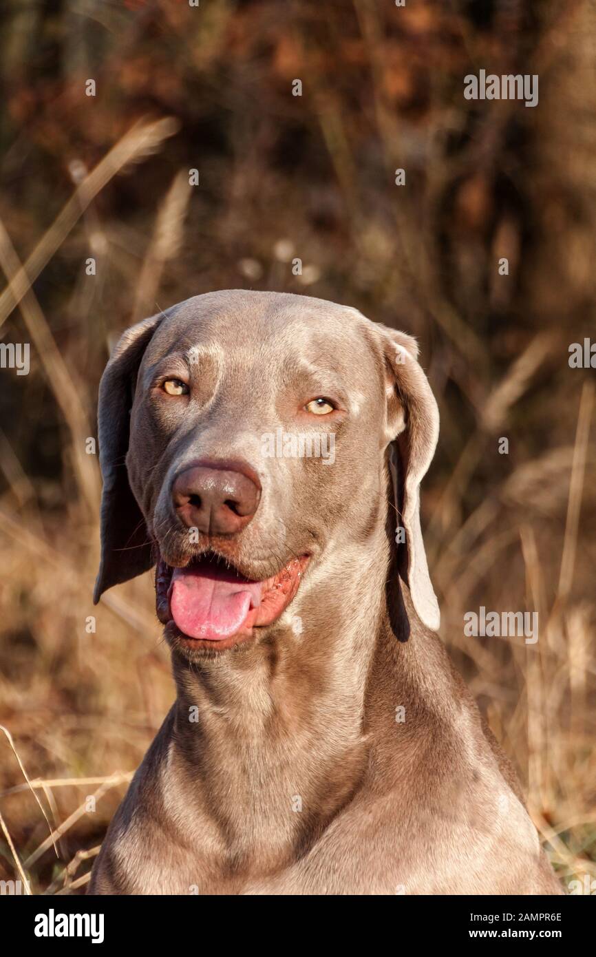 Close up happy weimaraner hi-res stock photography and images - Alamy