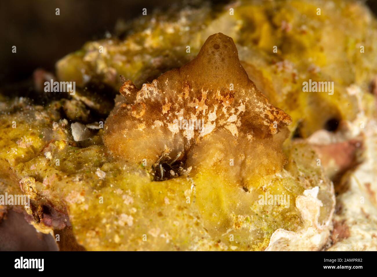 The most beautiful underwater snails of the Indian and Pacific Ocean ...
