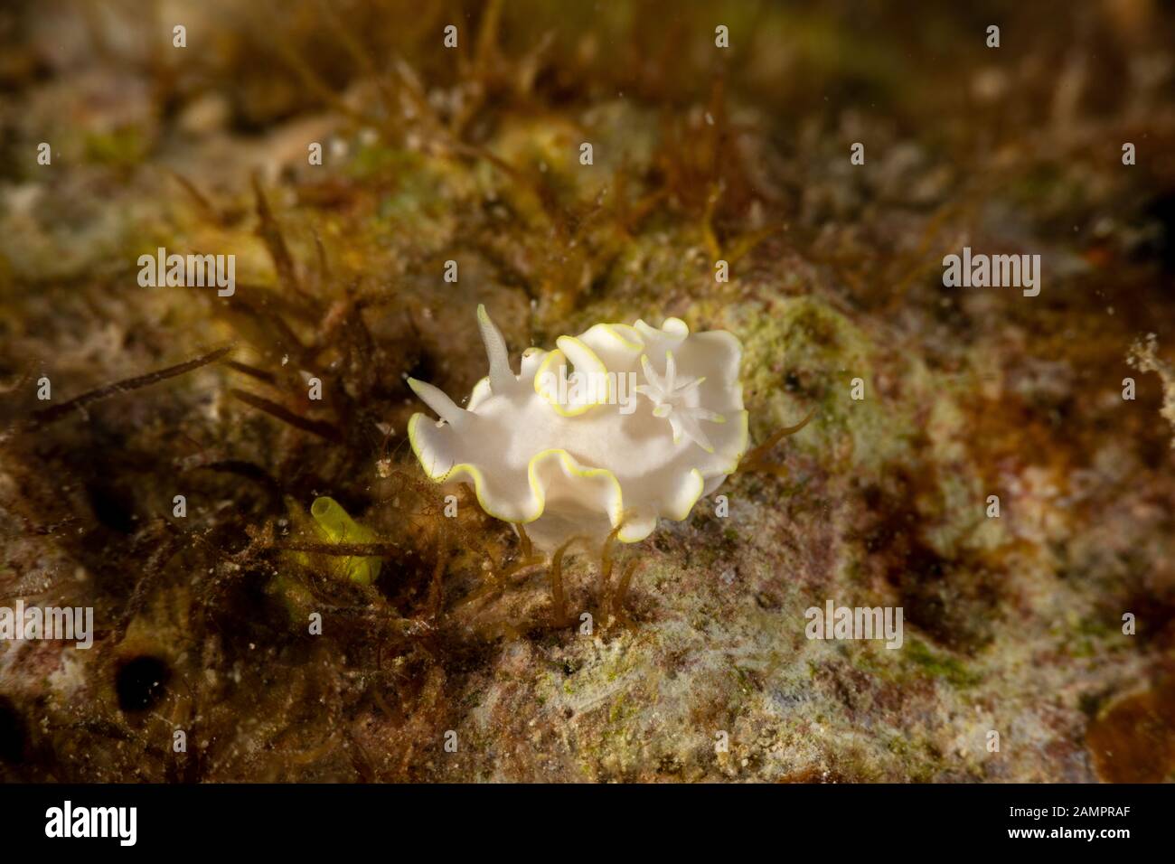 The most beautiful underwater snails of the Indian and Pacific Ocean ...