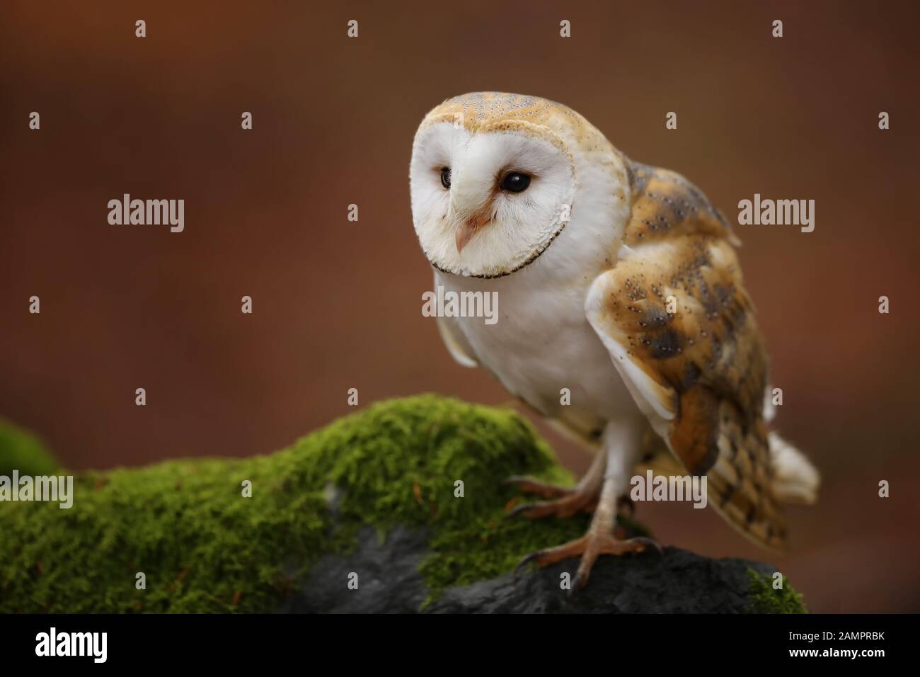 Barn owl sit on moss in autumn forest - Tyto alba Stock Photo - Alamy