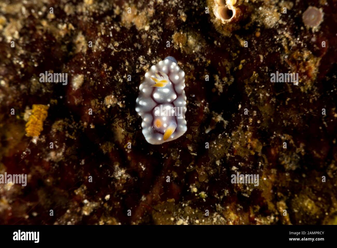 The most beautiful underwater snails of the Indian and Pacific Ocean ...