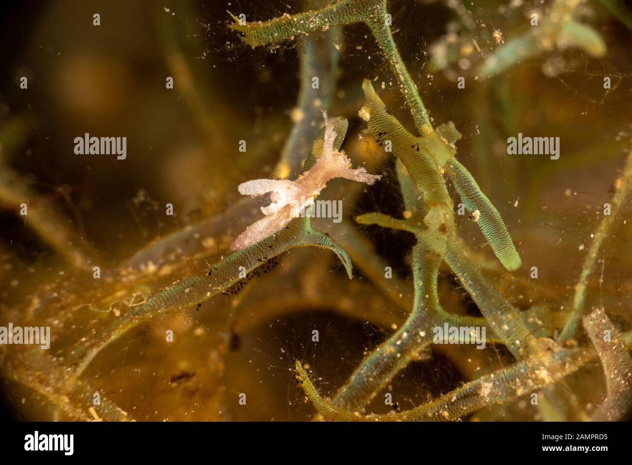 The most beautiful underwater snails of the Indian and Pacific Ocean ...