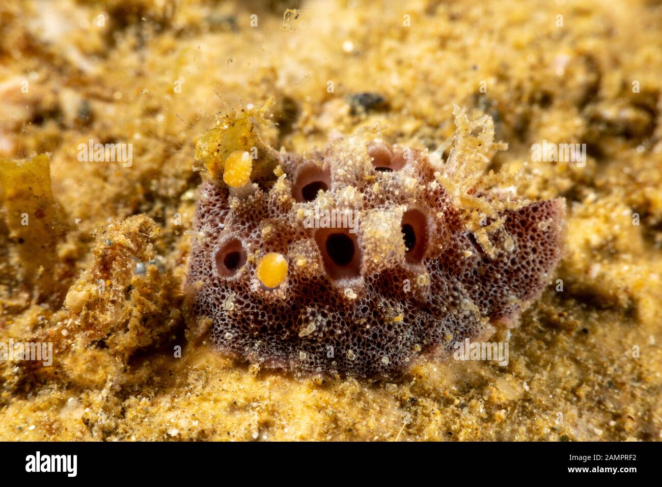 The most beautiful underwater snails of the Indian and Pacific Ocean ...